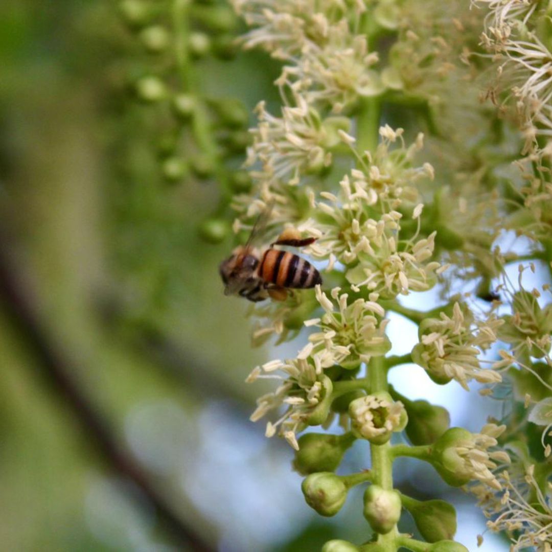 Locally Produced – Matumi Distributors